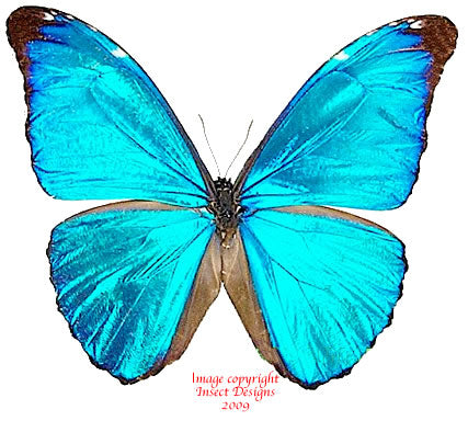 Morpho absoloni (Peru) - quality dried butterflies for sale – Insect Designs