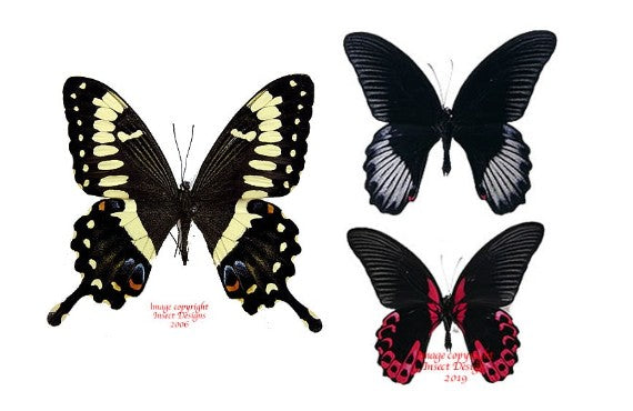 Fresh Specimens Just Added – Insect Designs