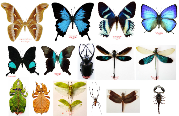 Fresh Specimens from Indonesia – Insect Designs