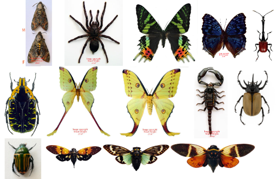 Much awaited specimens from Madagascar and Thailand – Insect Designs