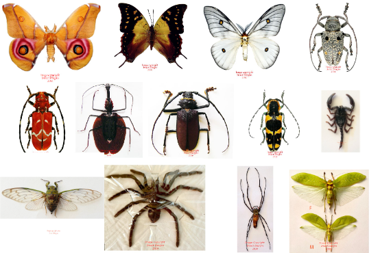 Restocks and New Items from Madagascar and Indonesia – Insect Designs