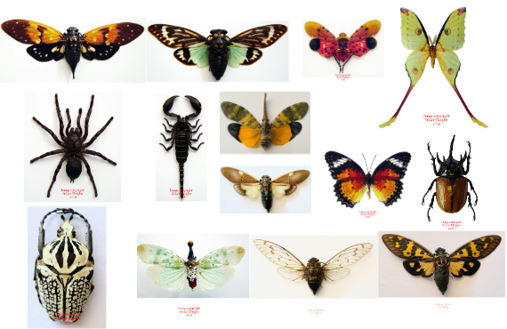 Restocks and New Items from Madagascar, Congo and Thailand! – Insect ...
