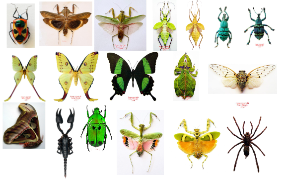 Lots of fresh arrivals from Malaysia and the Philippines – Insect Designs