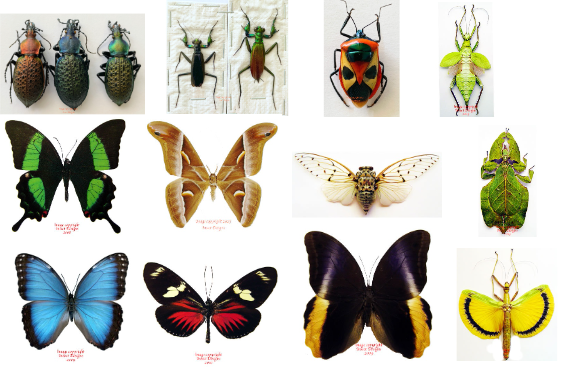 Lots of new stock and restocks from Colombia, Malaysia and the Philipp ...