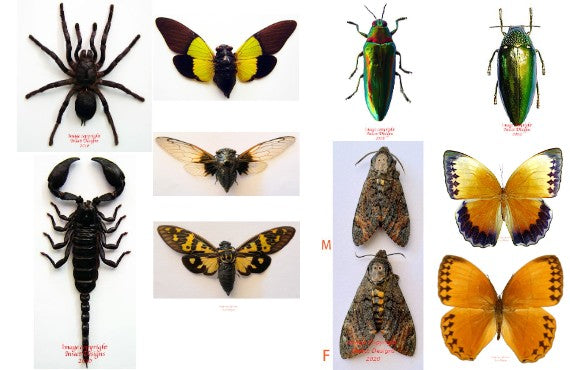 Latest Arrivals in Store – Insect Designs