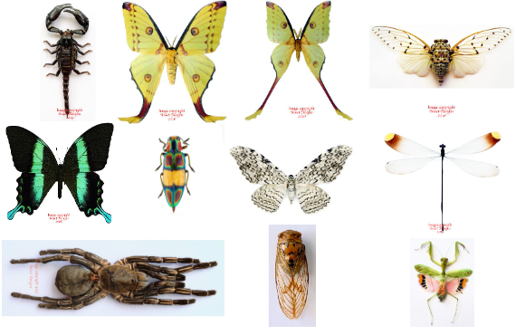 Fresh specimens just added – Insect Designs