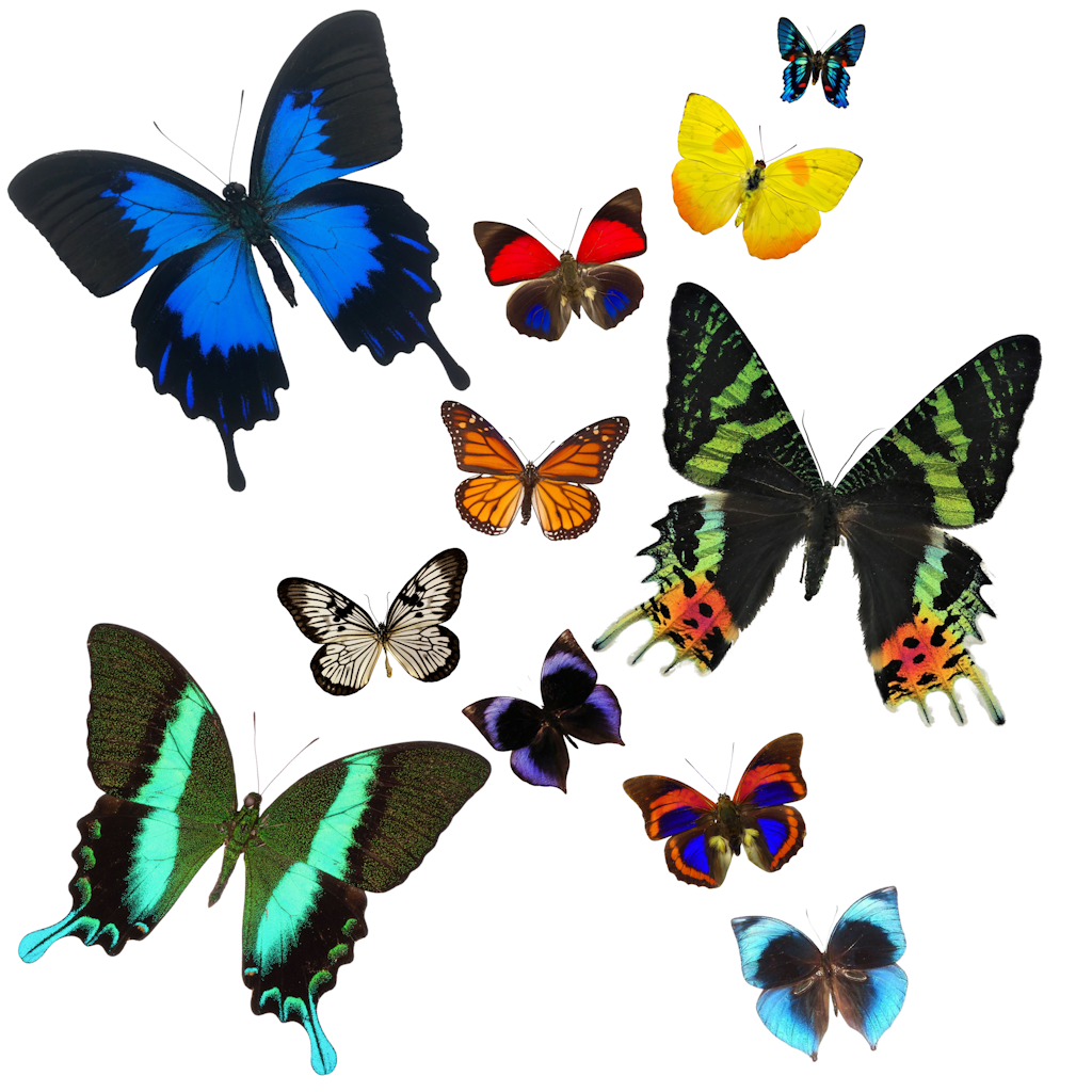 Dried insect specimens from Insect Designs - Butterflies and Moths