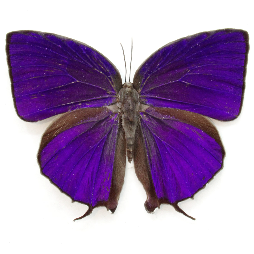 Collections – Insect Designs