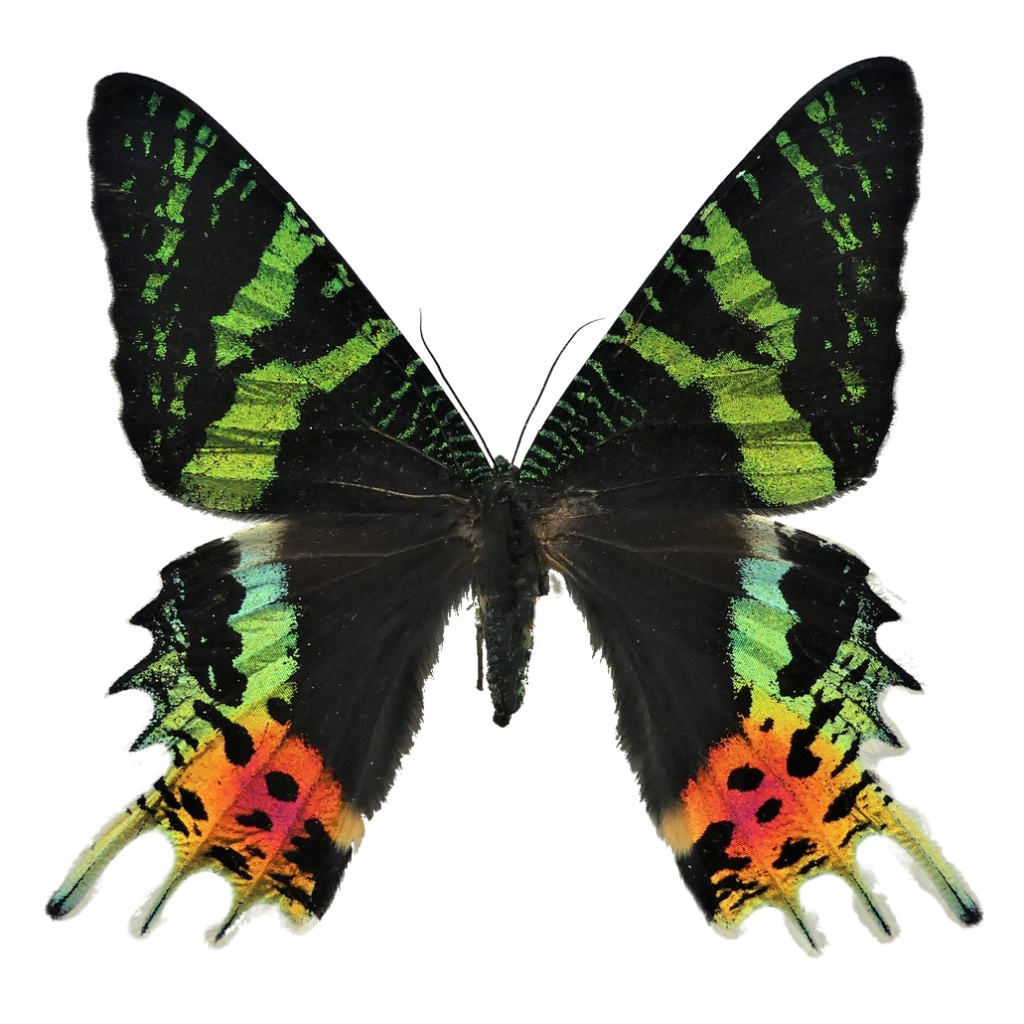 Insect specimens at Insect Designs - Moths