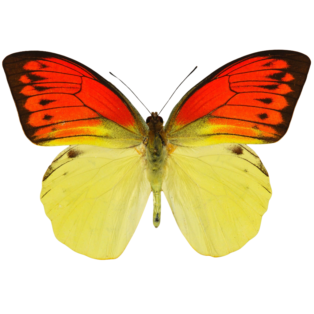 Butterflies at Insect Designs - Pieridae