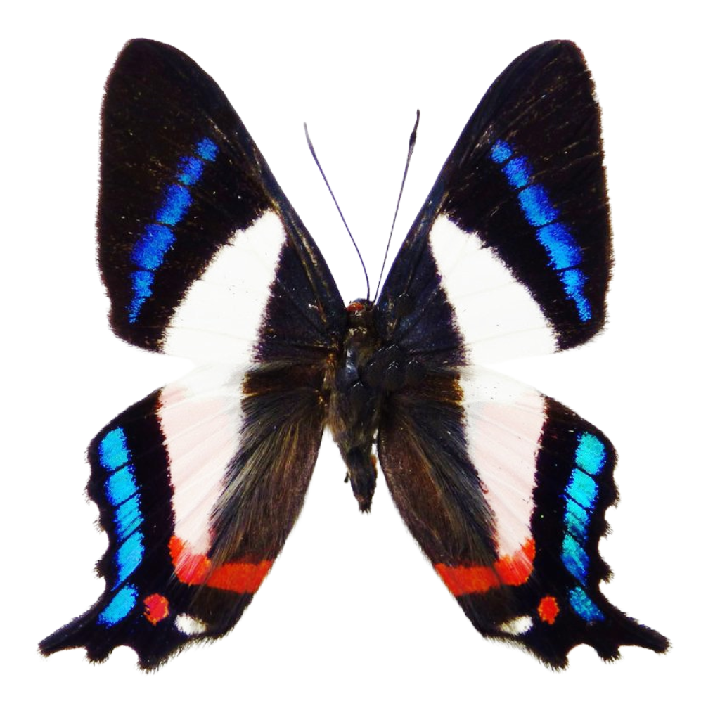 Butterflies at Insect Designs - Riodinidae