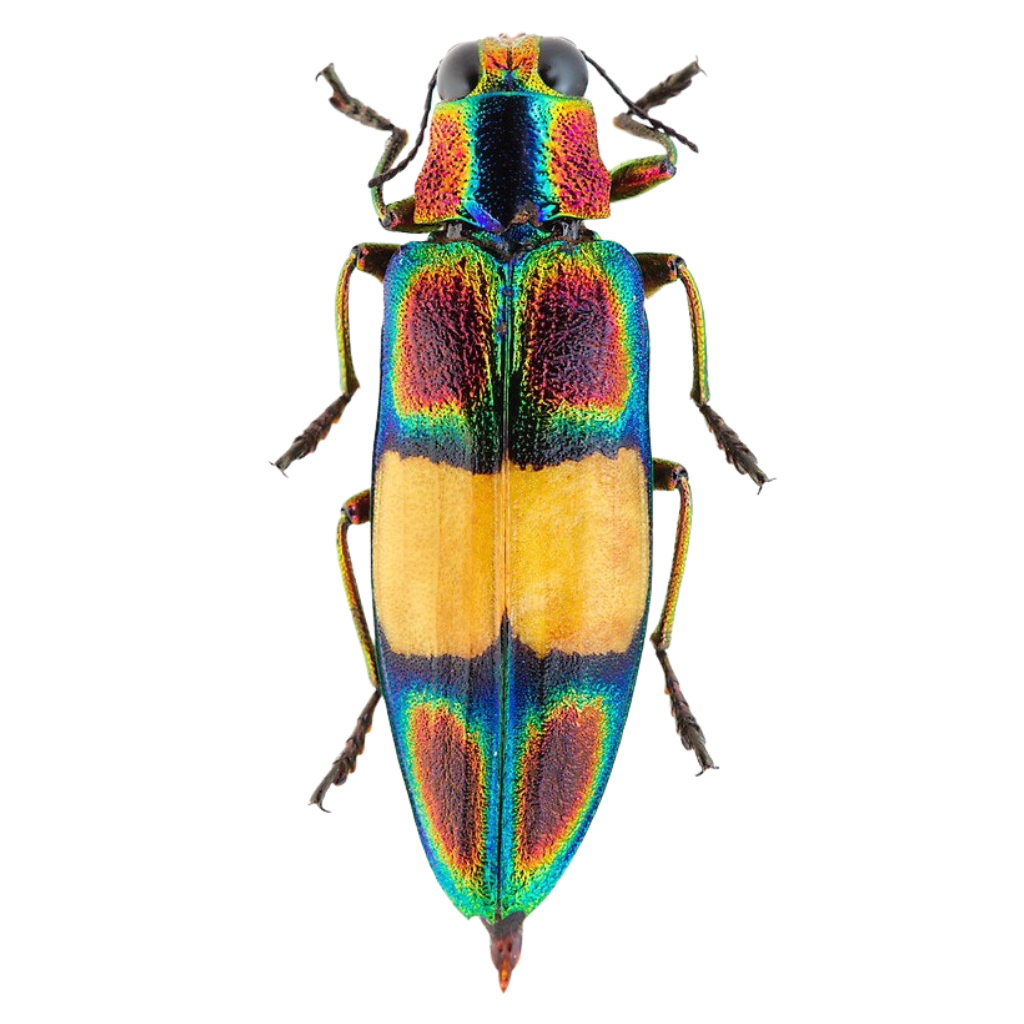 Beetles at Insect Designs - Buprestidae