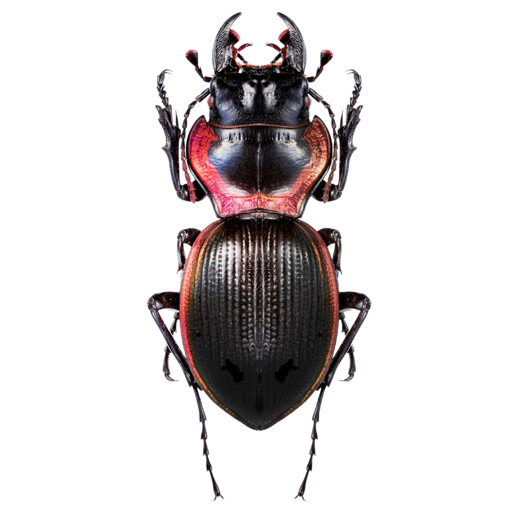 Beetles at Insect Designs - Carabidae