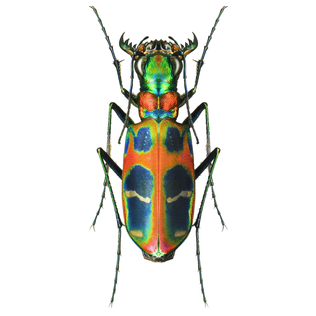 Beetles at Insect Designs - Cicindelidae