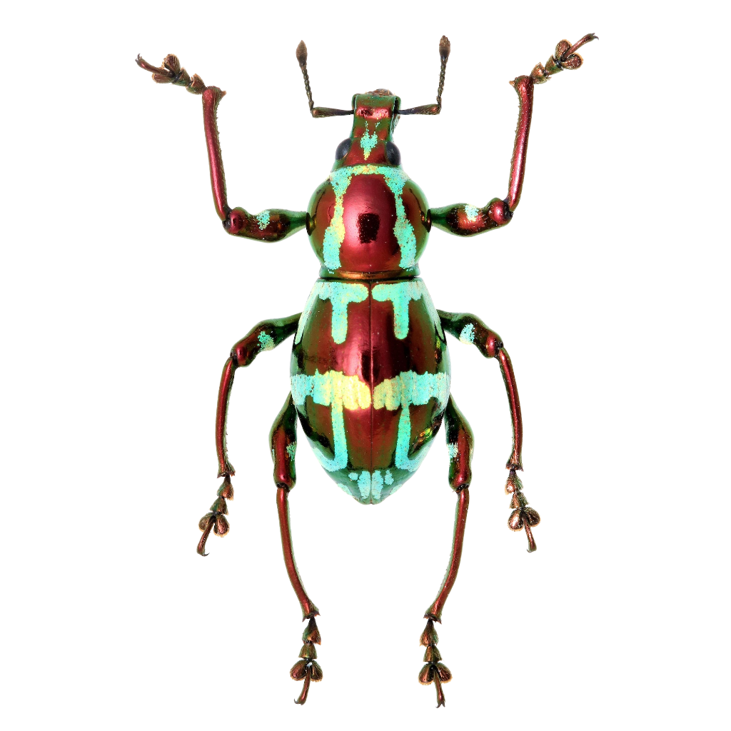 Beetles at Insect Designs - Curculionidae