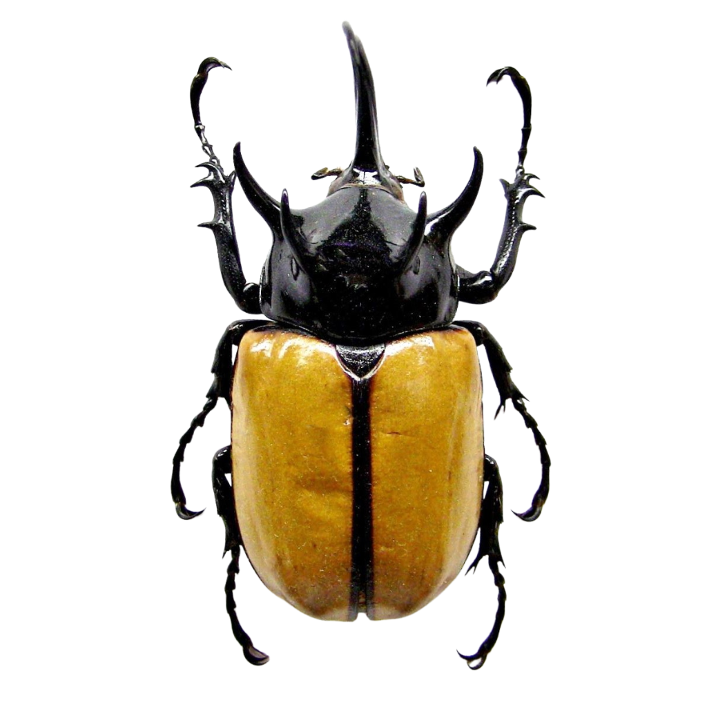 Beetles at Insect Designs - Dynastidae