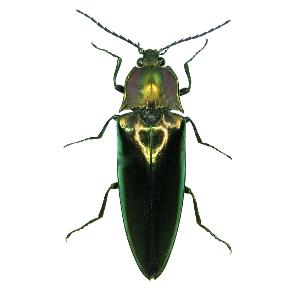 Beetles at Insect Designs - Elateridae