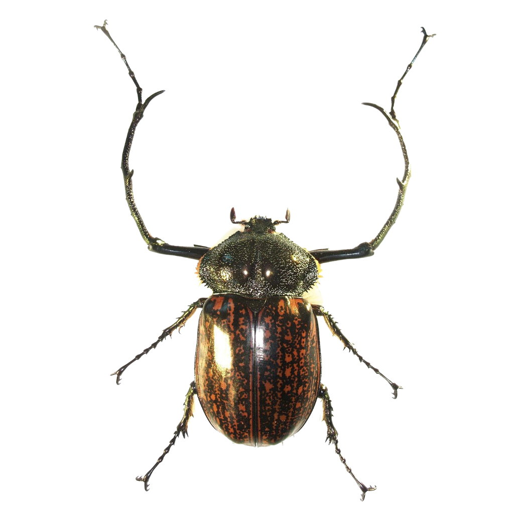Beetles at Insect Designs - Euchiridae