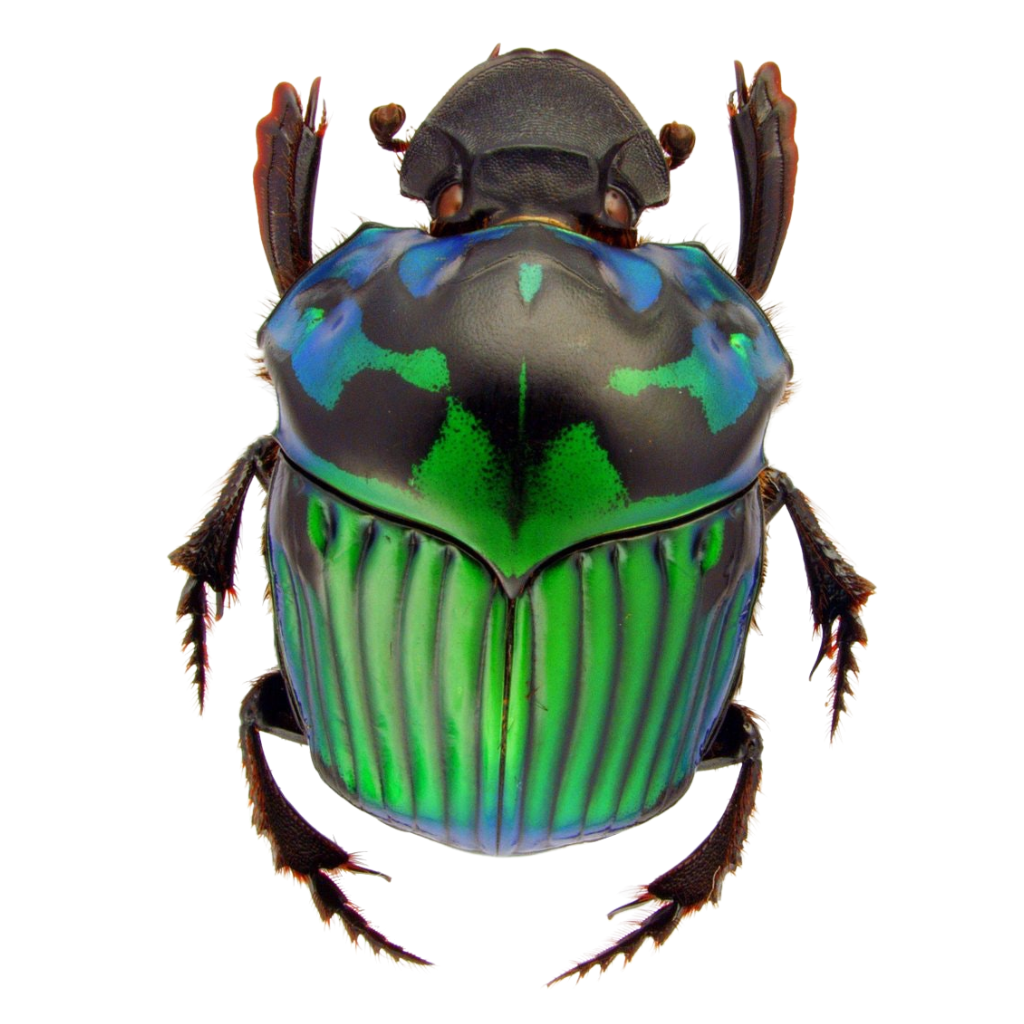 Beetles at Insect Designs - Scarabaeidae