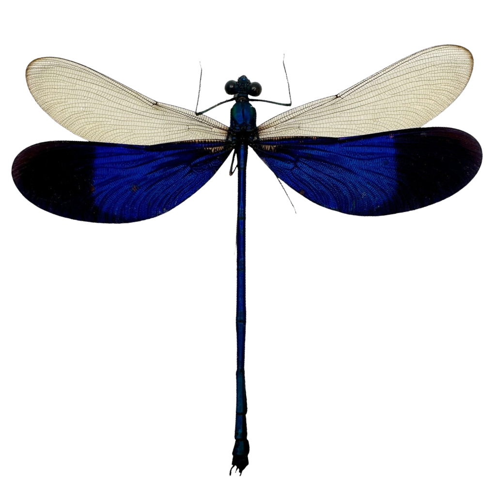 Insect specimens at Insect Designs - Dragonflies and Damselflies