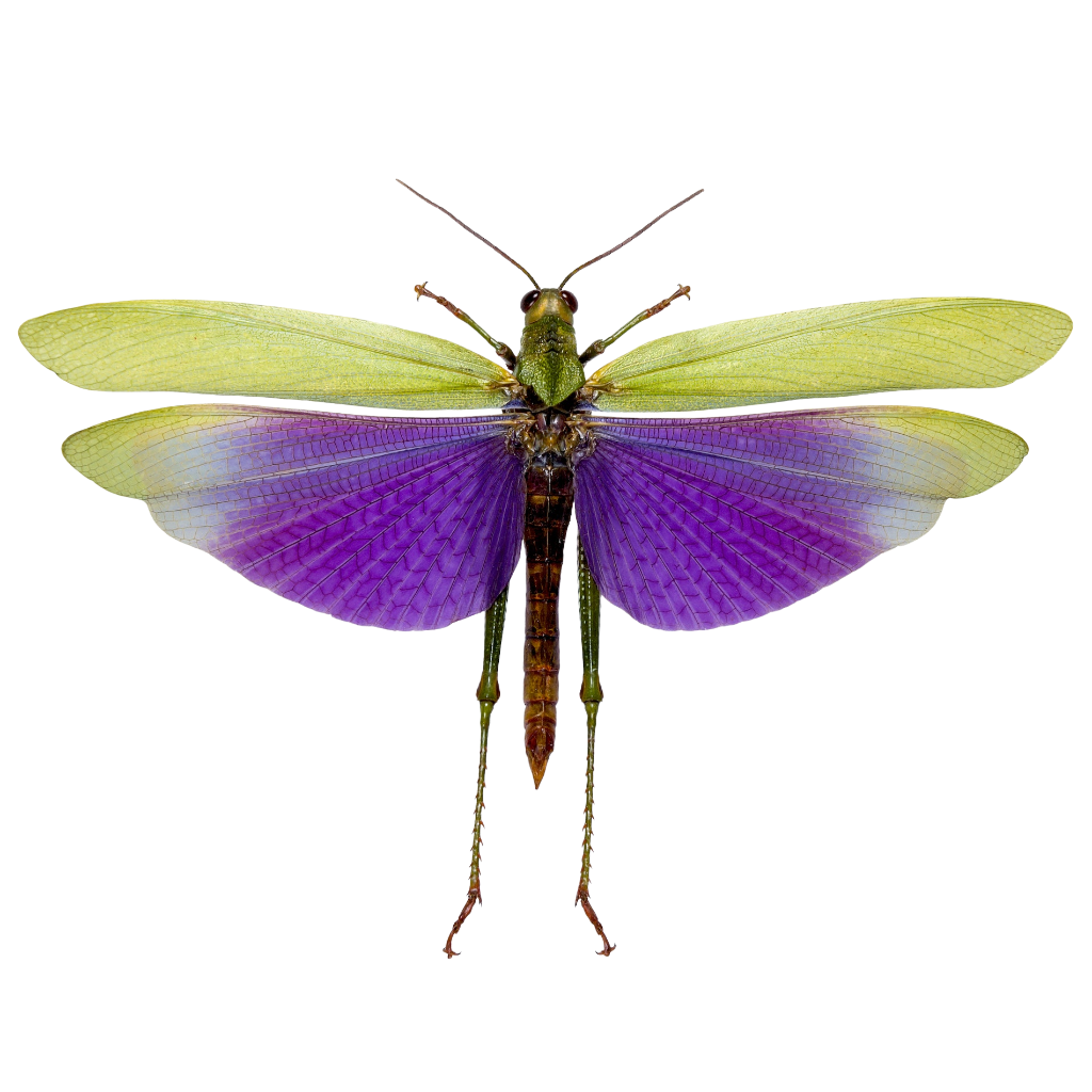 Dried insects at Insect Designs - Grasshoppers, Leaf Hoppers, Katydids