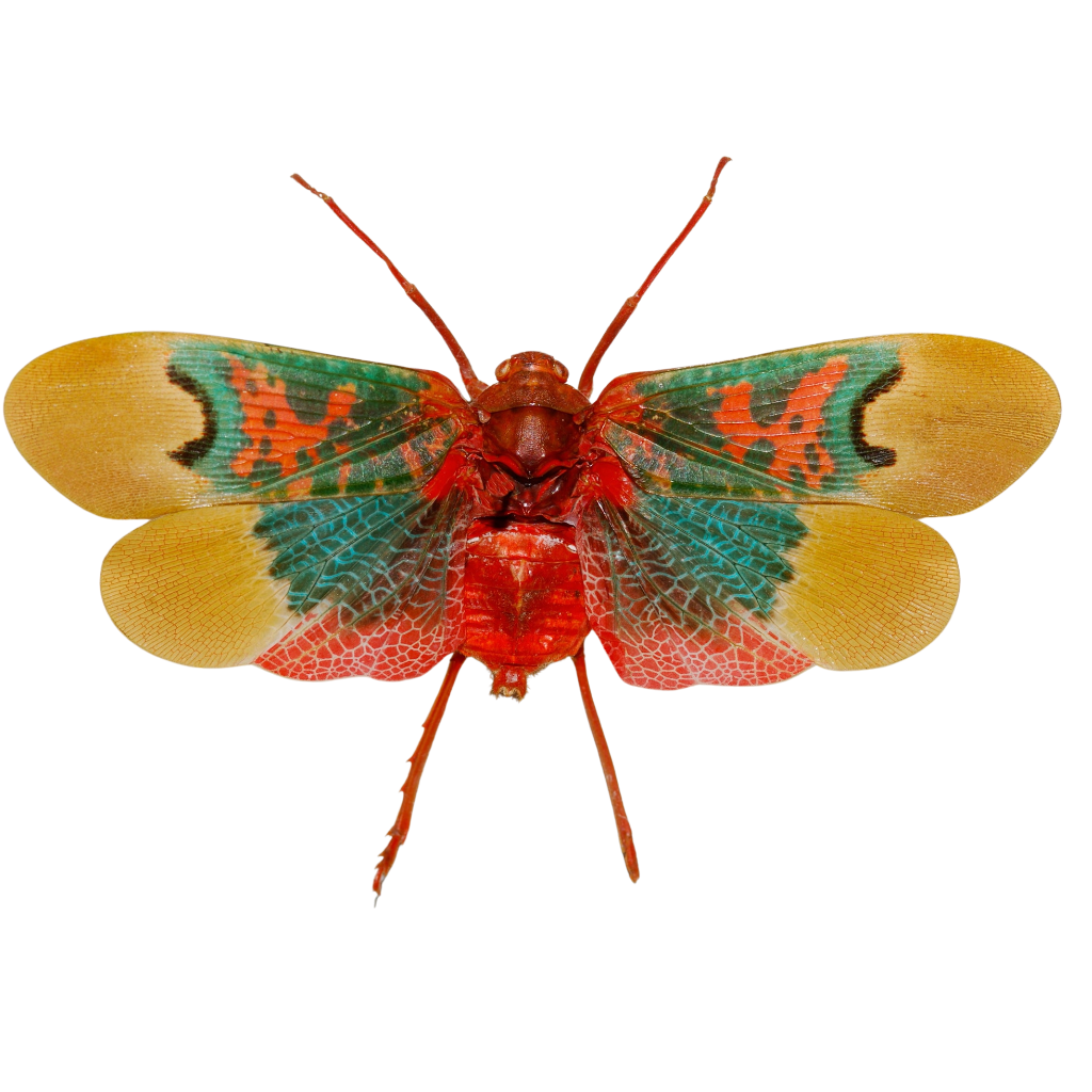 Insect specimens at Insect Designs - Lanternflies