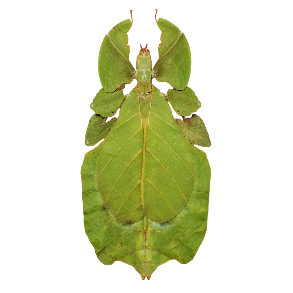 Insect Specimens At Insect Designs Leaf Insects insect-specimens-at-insect-designs-leaf-insects