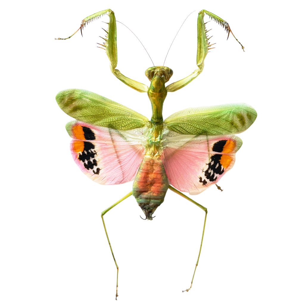Insect specimens at Insect Designs - Mantids