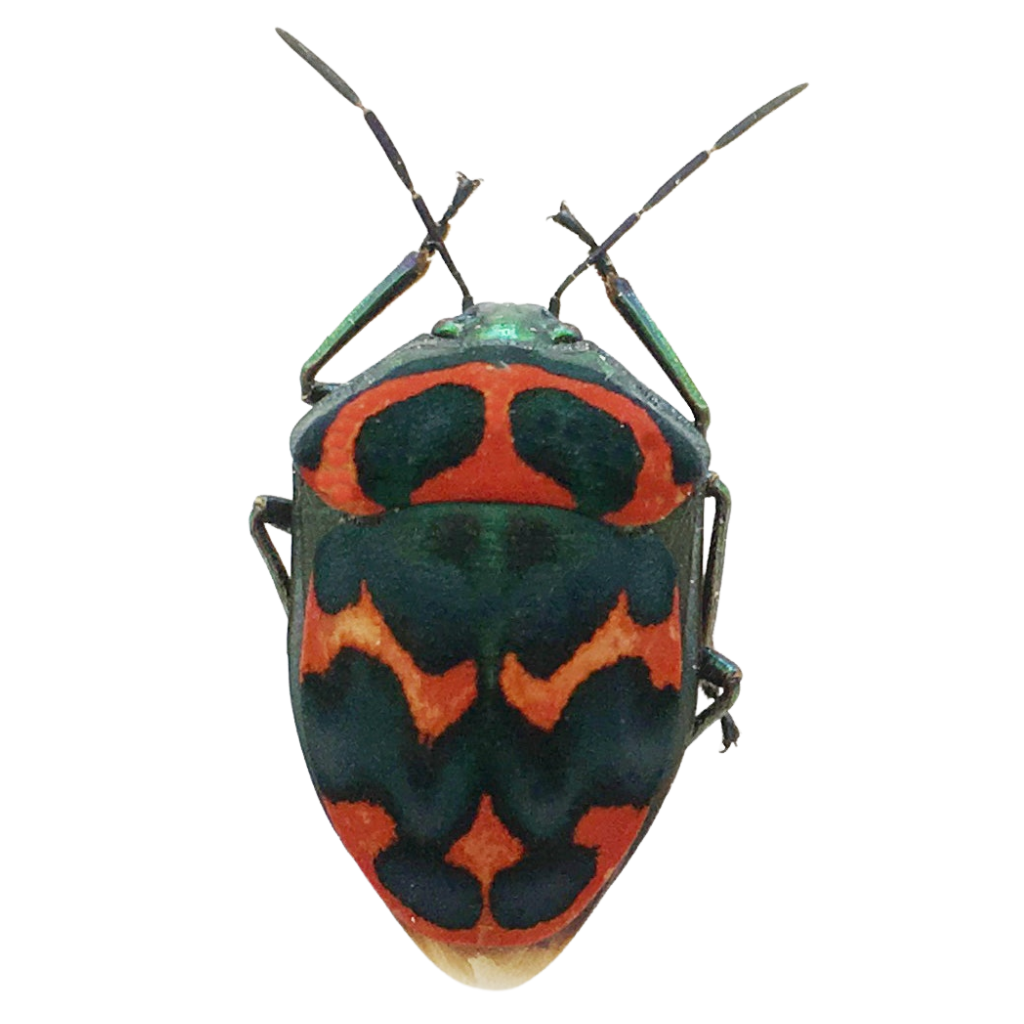 Shield bugs (stink Bugs) at Insect Designs