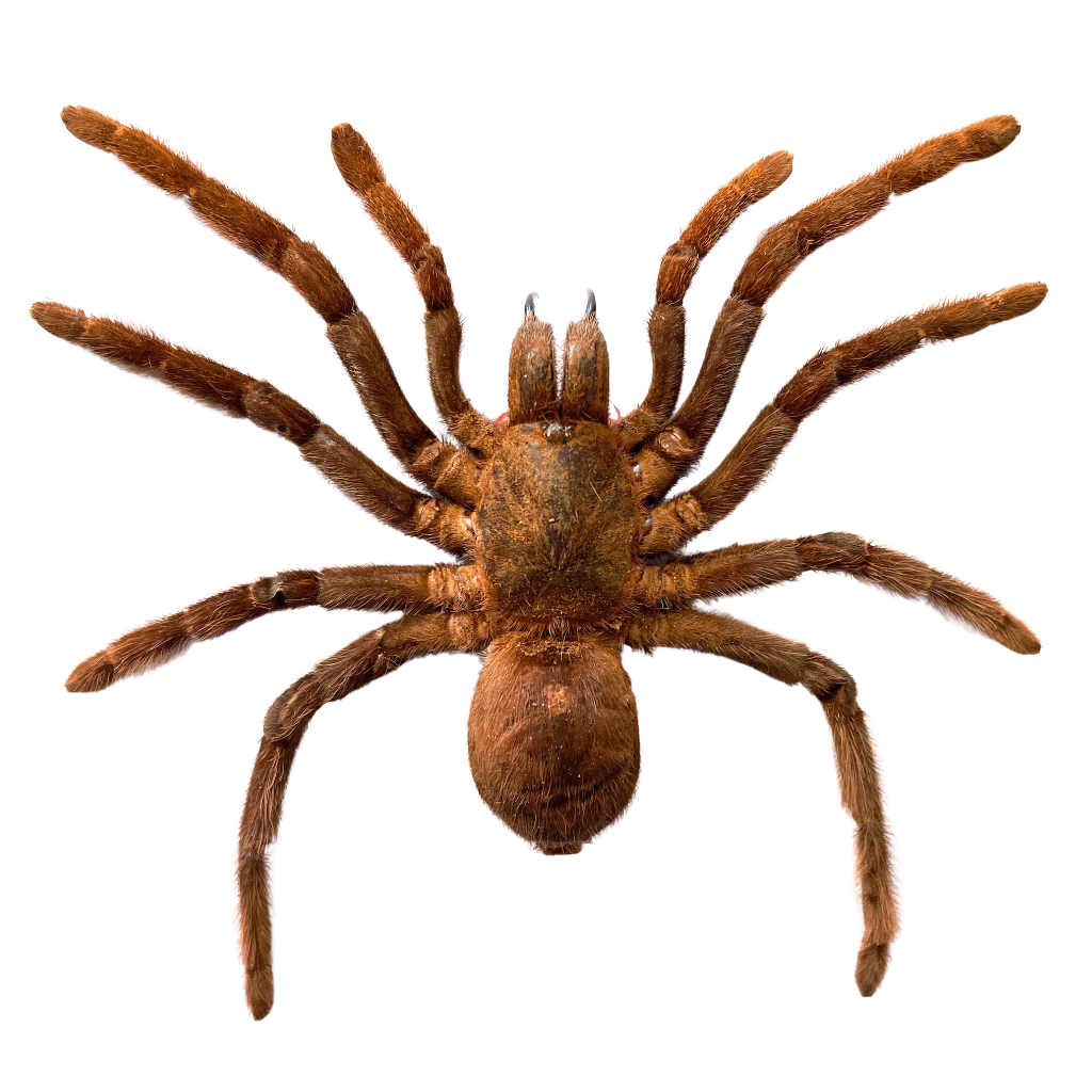 Dried spider specimens for sale at Insect Designs