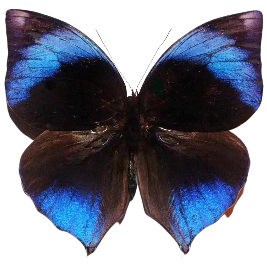 Butterflies at Insect Designs -Amathusidae