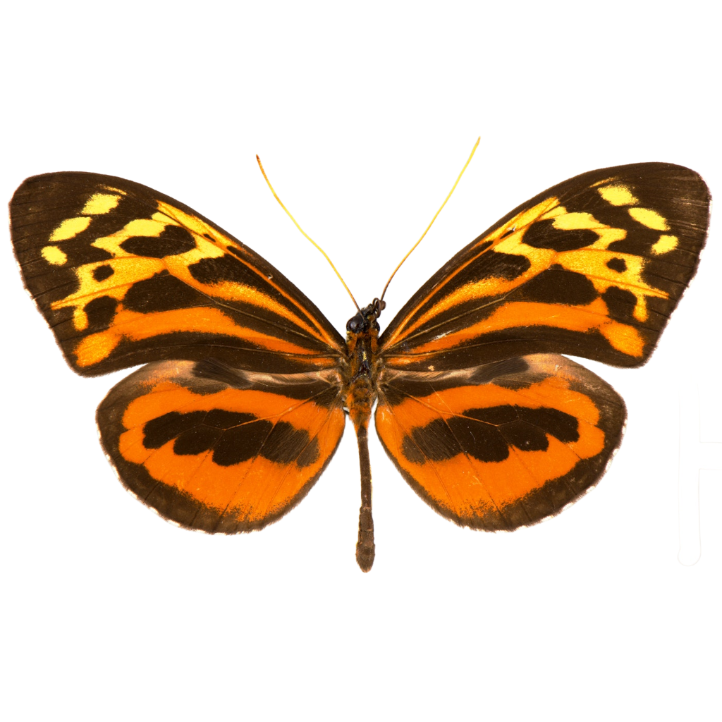 Butterflies at Insect Designs - Ithomidae