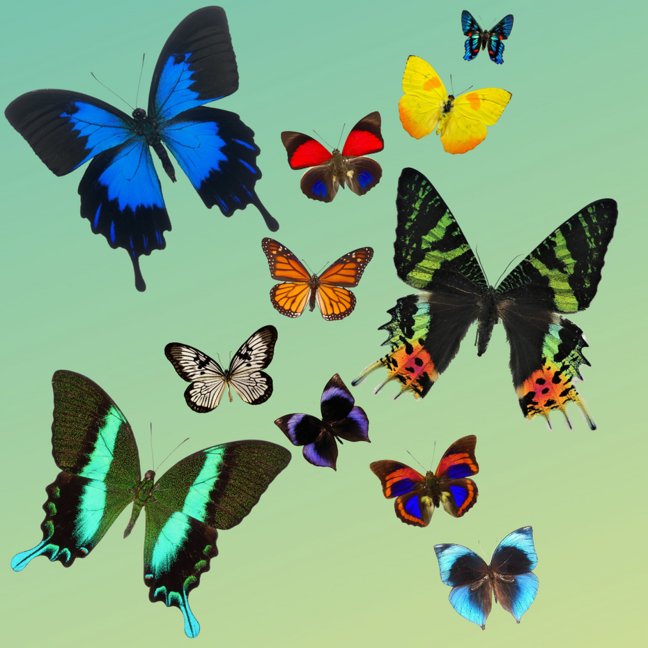 Insect Designs