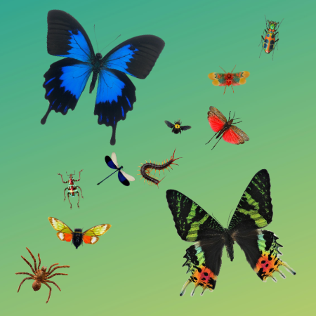 About Insect Designs - Quality insect specimens for sale