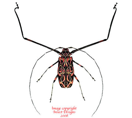 Beetles at Insect Designs - Cerambycidae