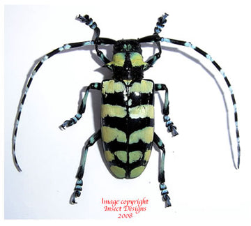 Beetles at Insect Designs - Cerambycidae