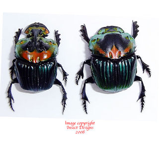 Beetles at Insect Designs - Scarabaeidae