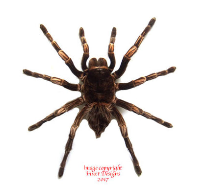 Dried spider specimens for sale at Insect Designs