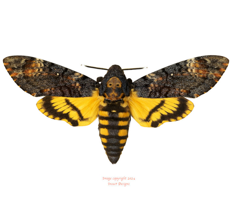 What's New in Butterflies and Moths at Insect Designs