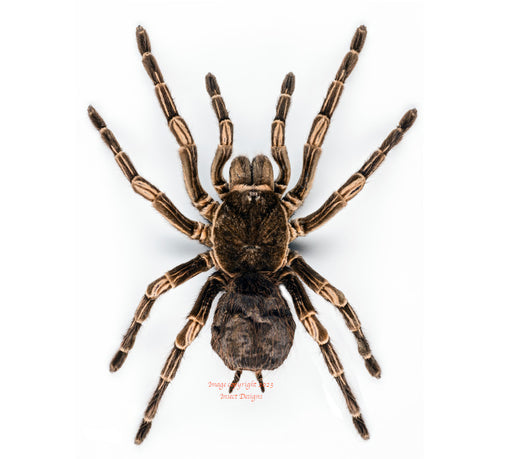 Dried spider specimens for sale at Insect Designs