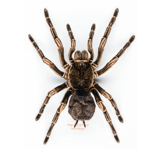 Dried spider specimens for sale at Insect Designs