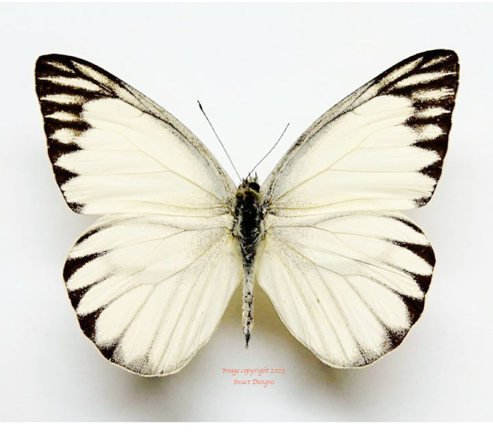 What's New in Butterflies and Moths at Insect Designs