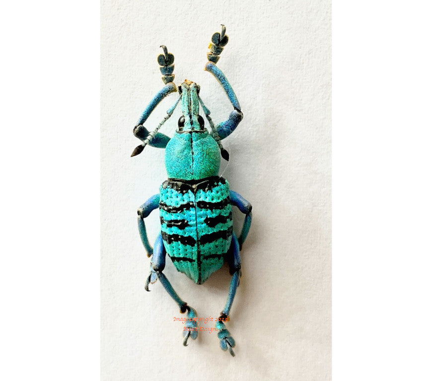 Eupholus sp.(Halmahera) - quality dried beetles for sale – Insect Designs