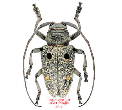Beetles at Insect Designs - Cerambycidae