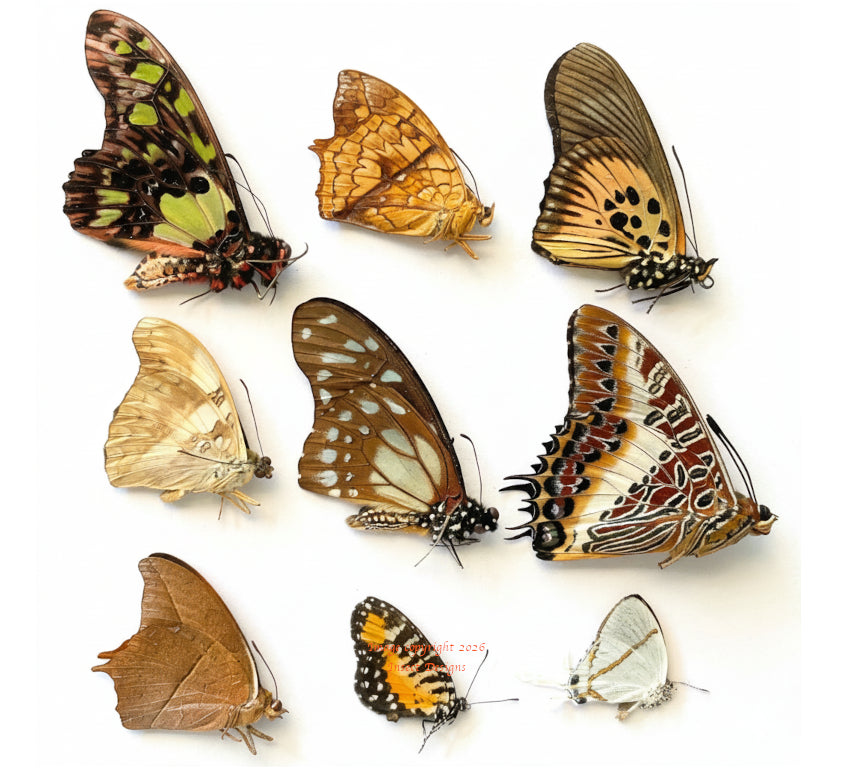Butterfly mix (Cameroon) - quality dried butterflies for sale – Insect ...