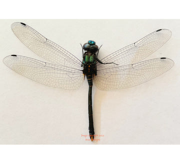 Insect specimens at Insect Designs - Dragonflies and Damselflies