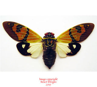 Insect specimens at Insect Designs - Cicadas