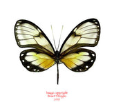 Butterflies at Insect Designs - Ithomidae
