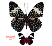 Butterflies at Insect Designs - Nymphalidae