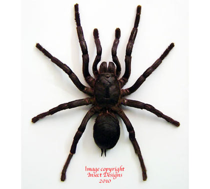 Dried spider specimens for sale at Insect Designs